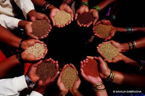Seed Conservation | Sahaja Samrudha